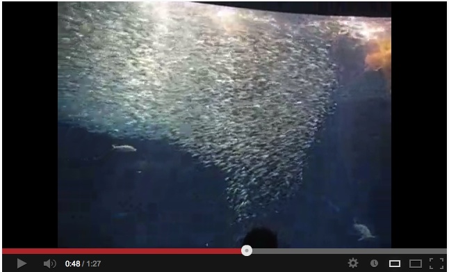 What Do You Do When Aquarium Sardines Start Acting Fishy? You Call In ...
