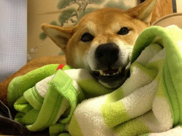 Need a pick-me-up? Check out this magnificent and adorable dog butt ...