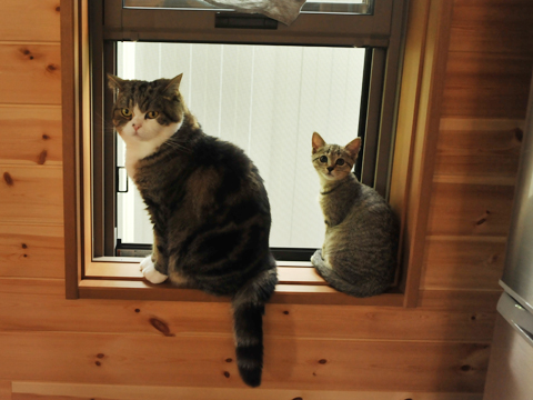 World-famous Japanese cat Maru gets a new pal, learns a cool new tail ...