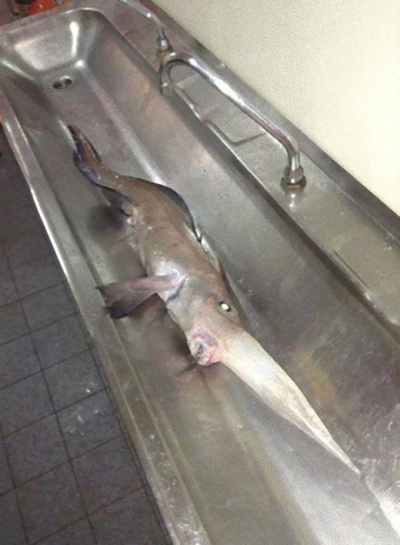 Check out this nightmarish sea creature caught in the Canadian Arctic ...