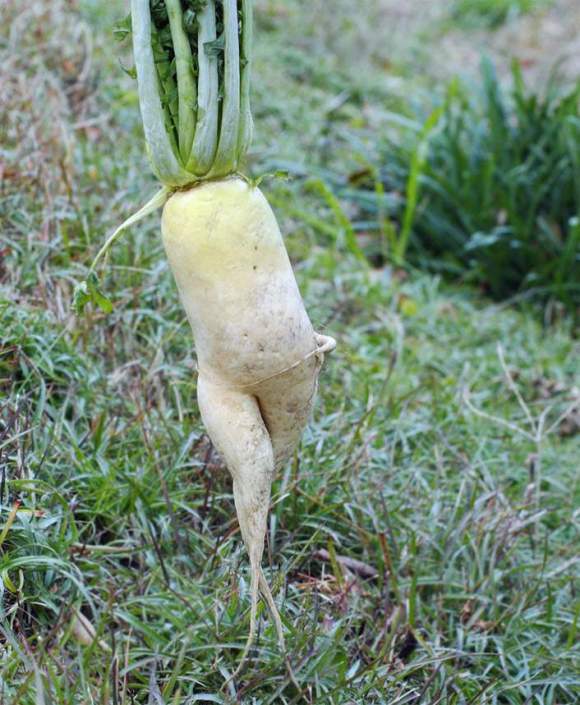 Vegetables are smarter than fruits: Three high IQ Japanese veggies ...