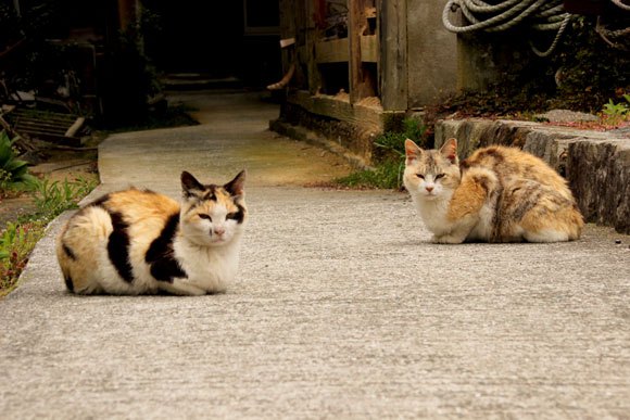 Aoshima Island has 100 cats, and we photographed almost all of them ...