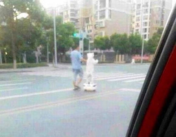 Owner walks Segway dog… or Segway dog walks owner? | SoraNews24 -Japan ...