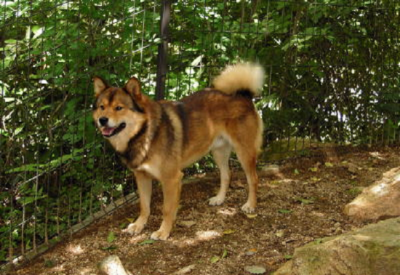 Japan’s Kawakami Dogs: Descended from wolves, adorable as puppies ...
