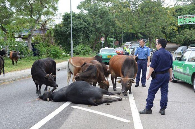 Cow herd gathers and mourns after fellow bull hit by a car in Hong Kong ...