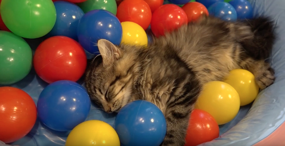 Happy Caturday! Here are some kitties playing in ball pits【Video ...