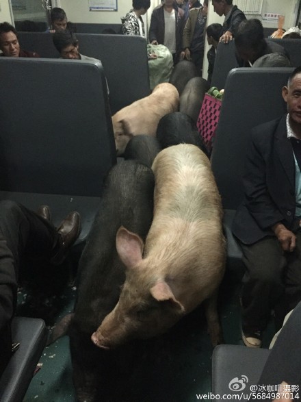 Some of the passengers on China’s rural railways are literally pigs ...