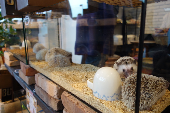 We visit Japan’s first hedgehog cafe in Roppongi, Tokyo【Pics & Video ...