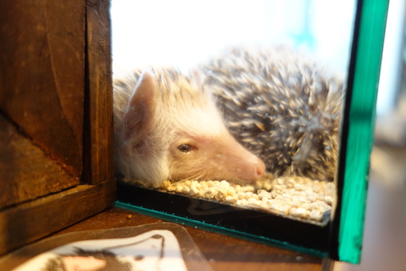 We visit Japan’s first hedgehog cafe in Roppongi, Tokyo【Pics & Video ...