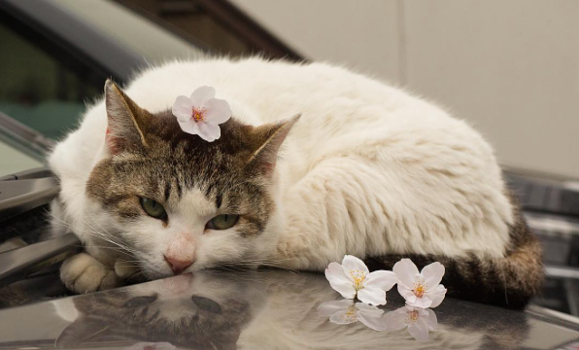 Japanese photographer captures the lives of cats in Tokyo with ...