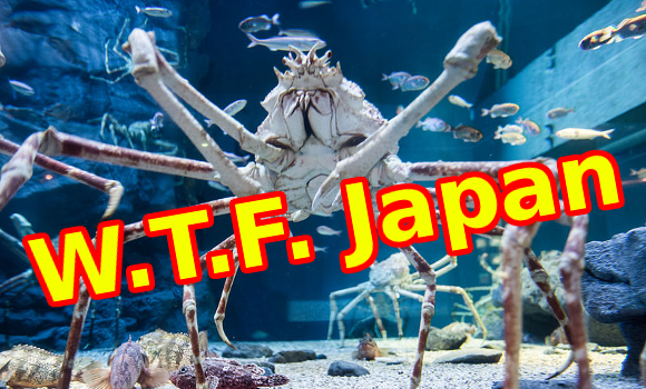 W.T.F. Japan: Top 5 creepiest Japanese animals 【Weird Top Five ...