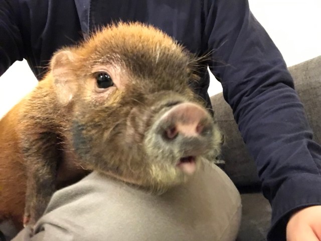 Japan’s first-ever micro pig cafe opens in Tokyo 【Pics & Video ...