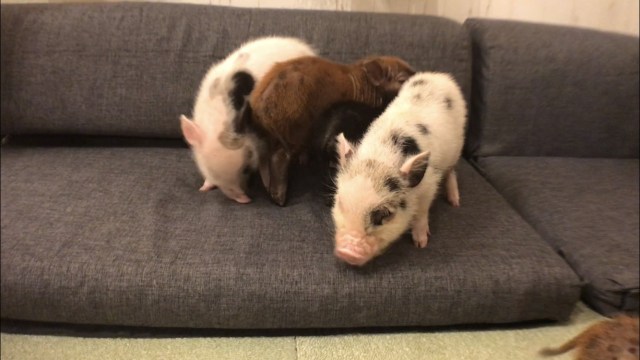 Japan’s first-ever micro pig cafe opens in Tokyo 【Pics & Video ...