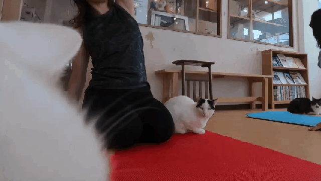 We take a cat yoga class at a Japanese rescue cat cafe | SoraNews24 -Japan News-