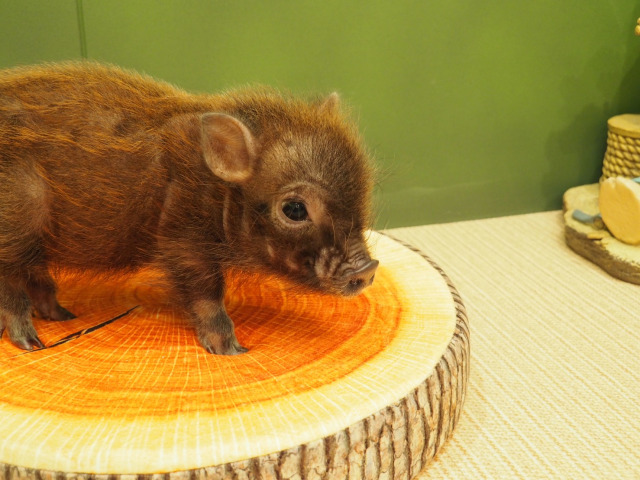 Mipig Harajuku: We visit the new micro pig cafe in Tokyo | SoraNews24 ...